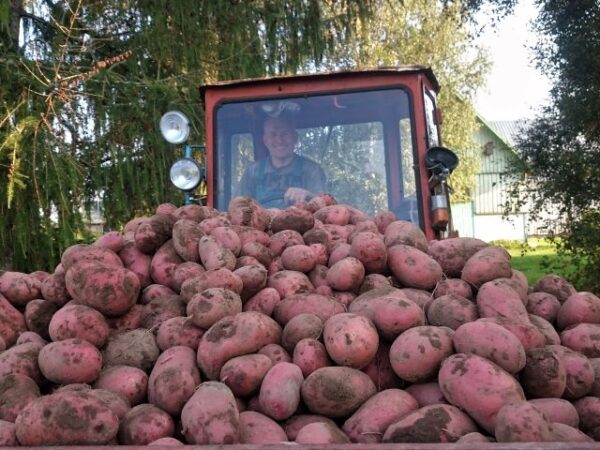 Kartuli kasvatamine kodustes tingimustes, kvaliteetne saak vähema tööga