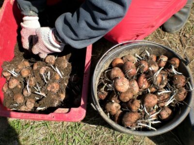 Kartuli kasvatamine kodustes tingimustes, kvaliteetne saak vähema tööga