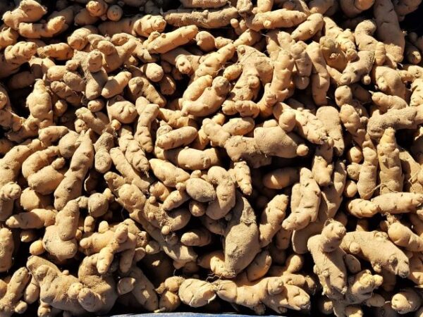 Kartuli kasvatamine kodustes tingimustes, kvaliteetne saak vähema tööga