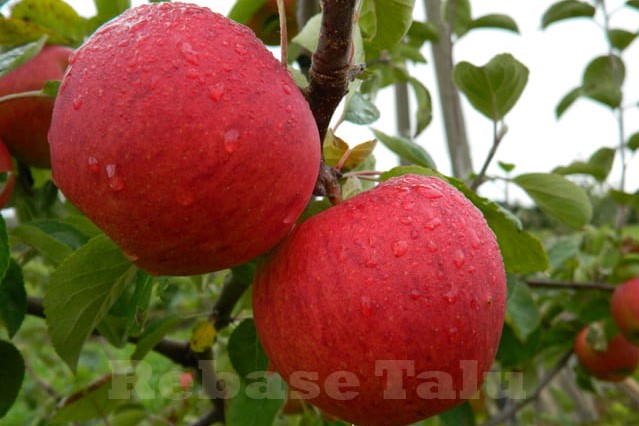 Õunasordid - taliõunad Lobo, Ligol, Liivika ja Talvenauding