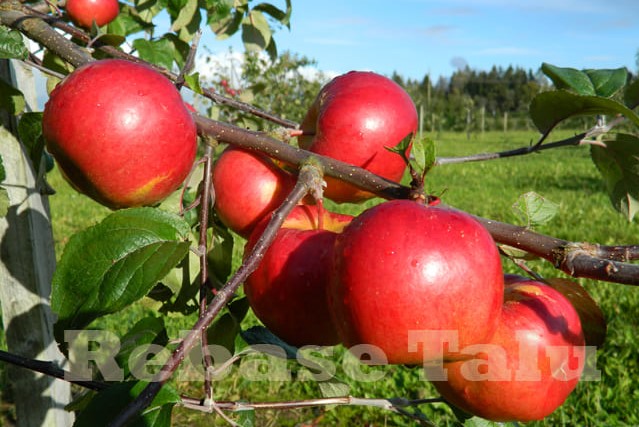 Õunasordid - taliõunad Lobo, Ligol, Liivika ja Talvenauding