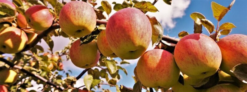 Õunasordid - taliõunad Lobo, Ligol, Liivika ja Talvenauding