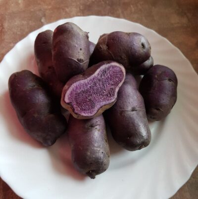 Eestis kasvavad kartulisordid. Vanaaegsed ja värvilised kartulid