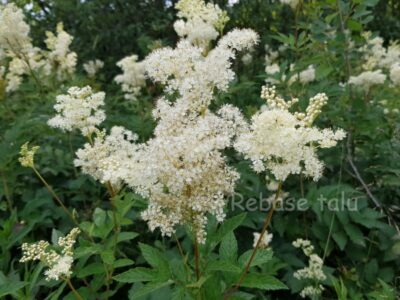 Angervaks - Rebasetalu