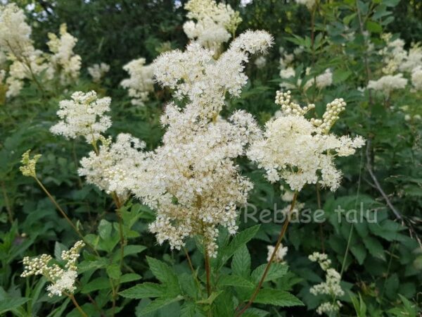 Angervaks - Rebasetalu