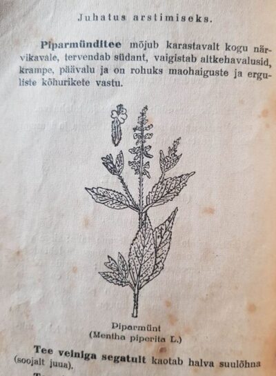 Piparmünt - Rebasetalu