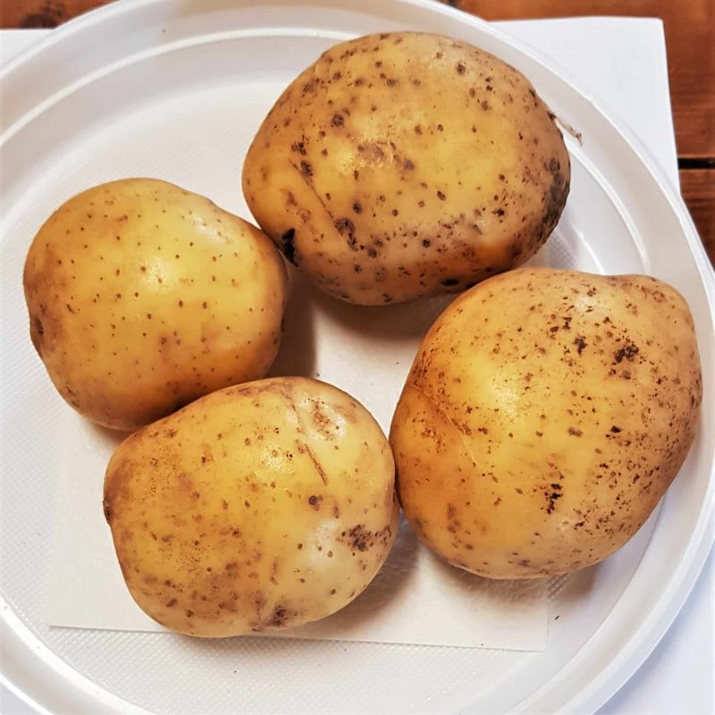 Eestis kasvavad kartulisordid. Vanaaegsed ja värvilised kartulid