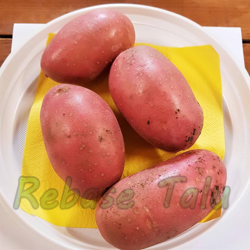 Eestis kasvavad kartulisordid. Vanaaegsed ja värvilised kartulid