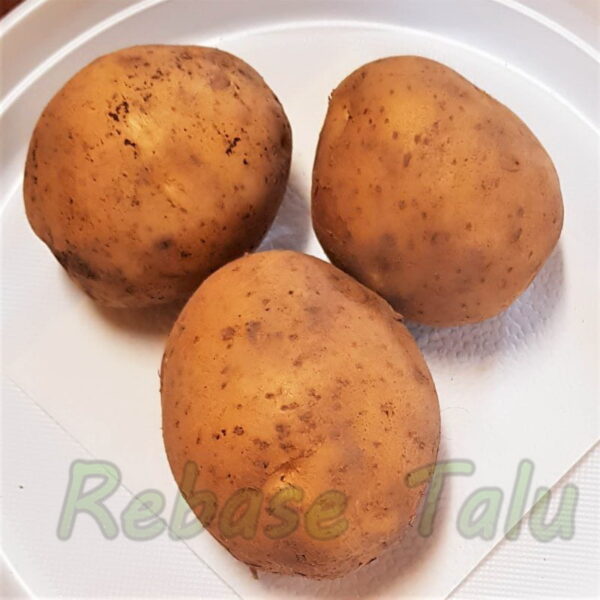 Eestis kasvavad kartulisordid. Vanaaegsed ja värvilised kartulid