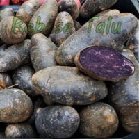 Eestis kasvavad kartulisordid. Vanaaegsed ja värvilised kartulid